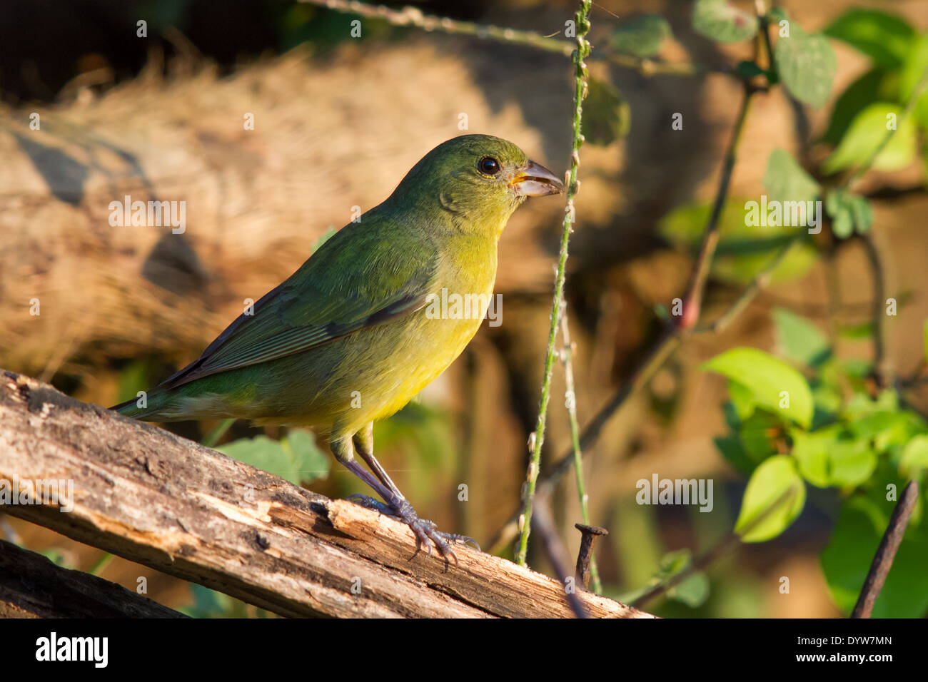 female Painted Bunting (Passerina ciris Stock Photo - Alamy