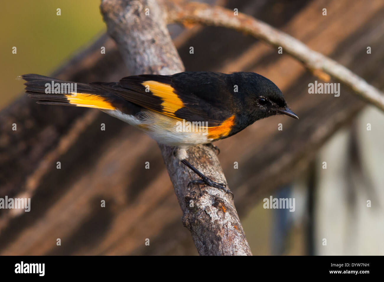 American redstart hi-res stock photography and images - Alamy
