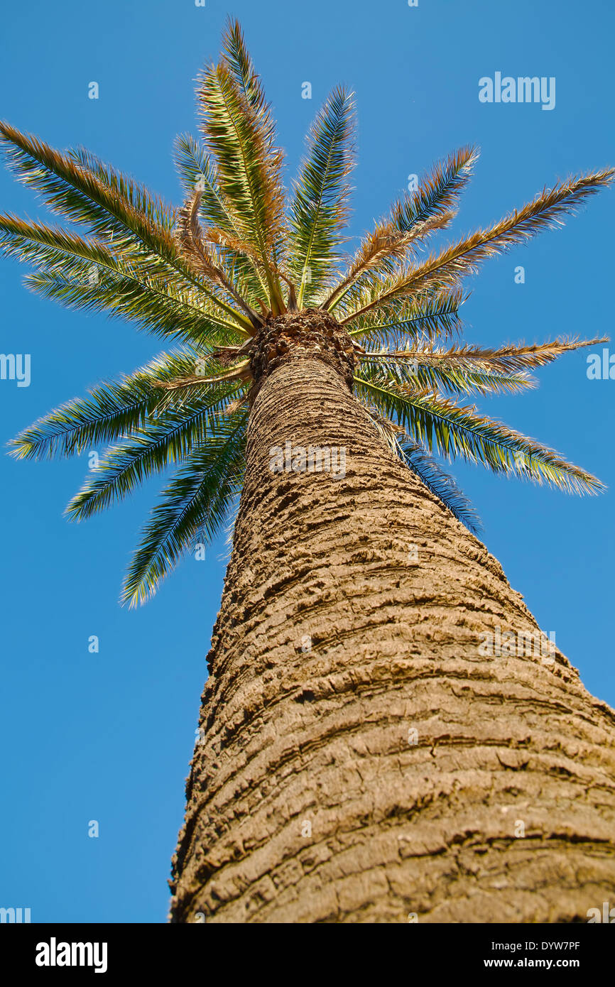 Tall palmtree hi-res stock photography and images - Alamy