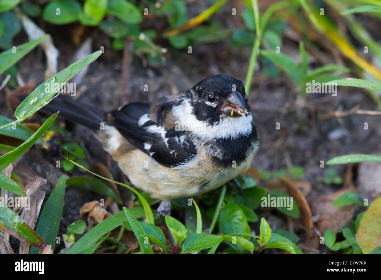 White-collared Seedeater (Sporophila torqueola Stock Photo - Alamy