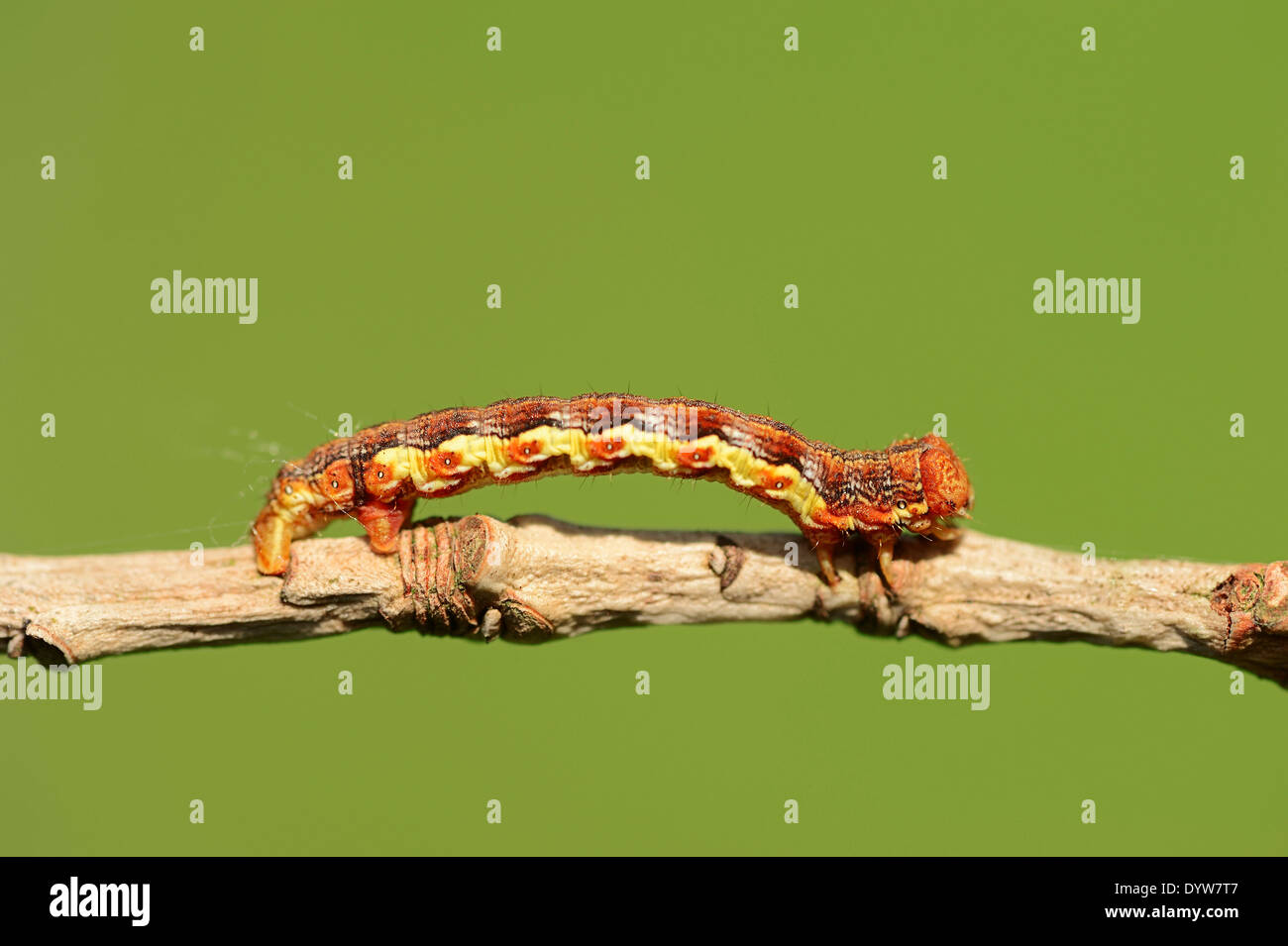 Mottled Umber (Erannis defoliaria), caterpillar, North Rhine-Westphalia ...