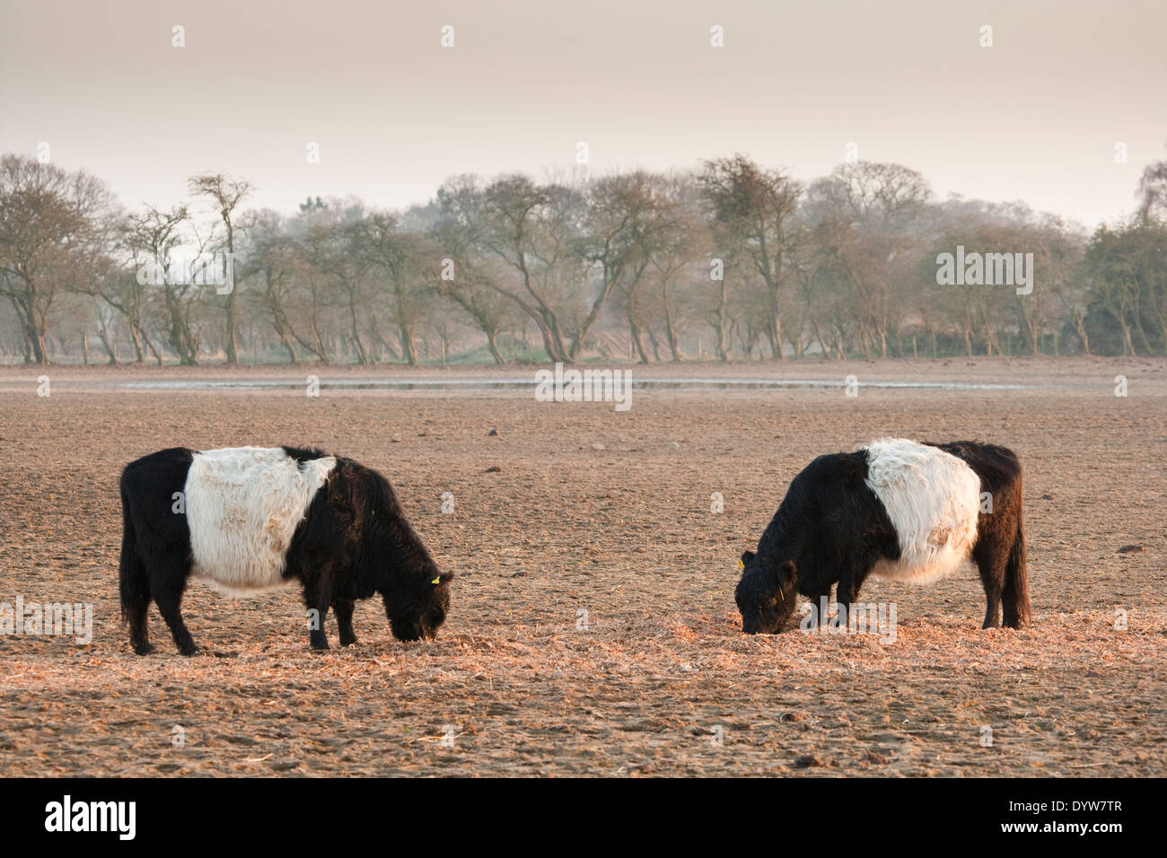 Belted galloway female hi-res stock photography and images - Alamy