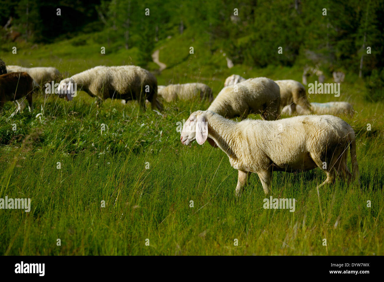 Sheep in the grass Stock Photo - Alamy