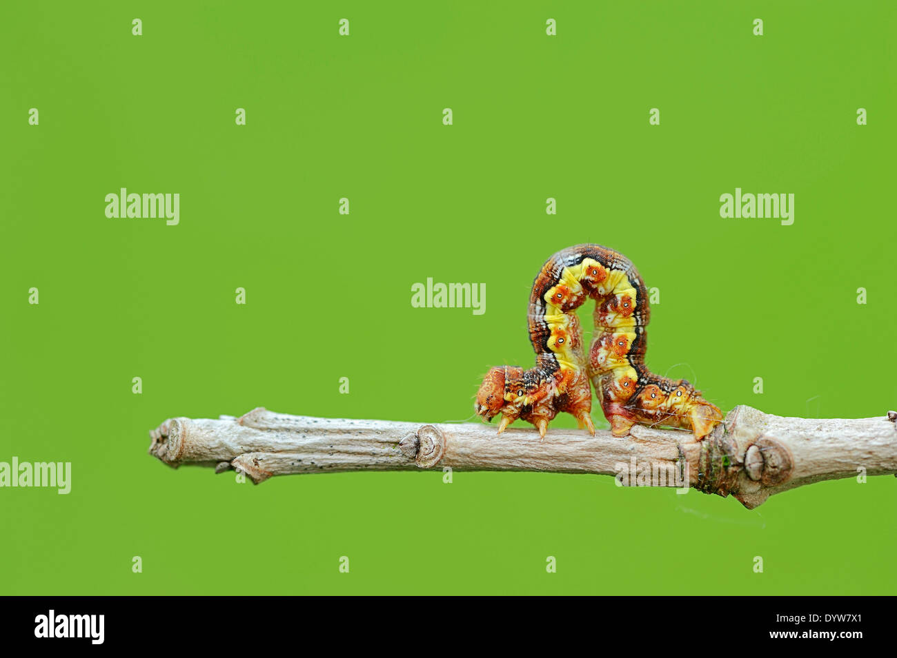 Mottled Umber (Erannis defoliaria), caterpillar, North Rhine-Westphalia ...