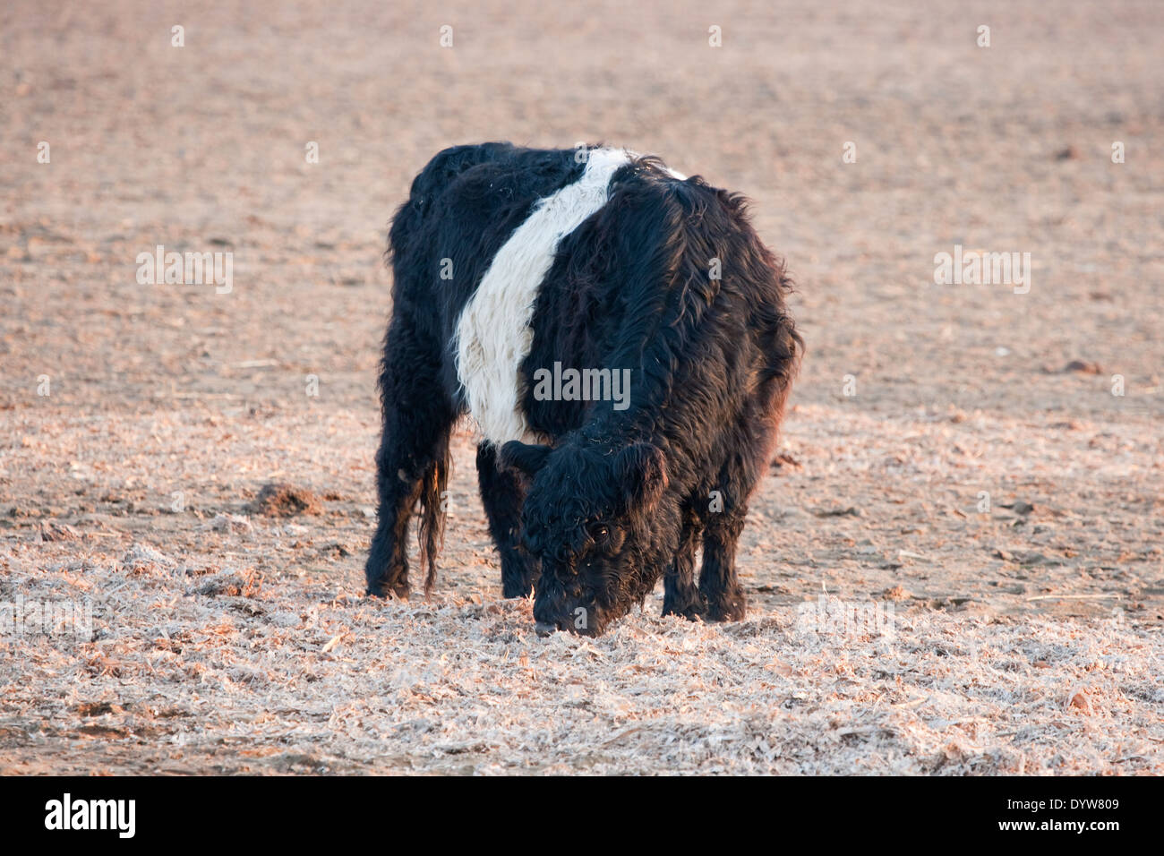 Scotland suckler beef cow hi-res stock photography and images - Alamy