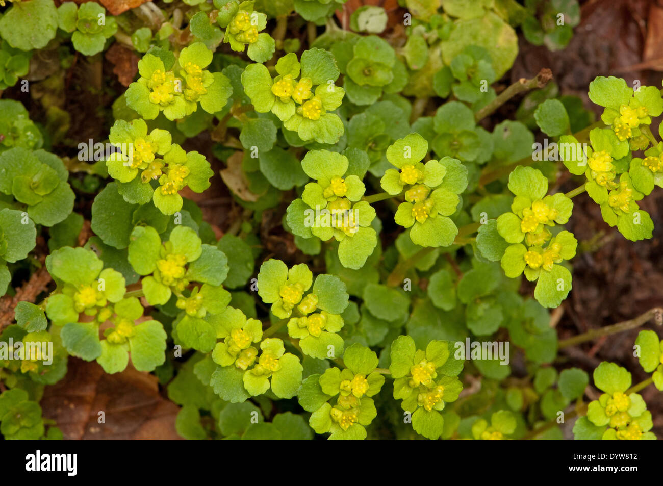 Opposite leaved golden saxifrage hi-res stock photography and images ...
