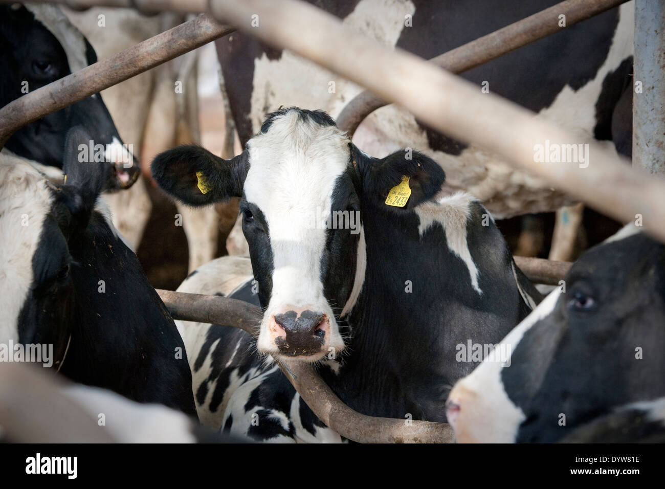 Cow comfort hi-res stock photography and images - Alamy