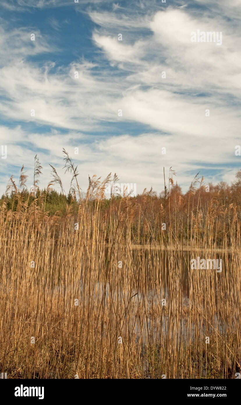 Reeds on shore of Loch Bran Stock Photo - Alamy