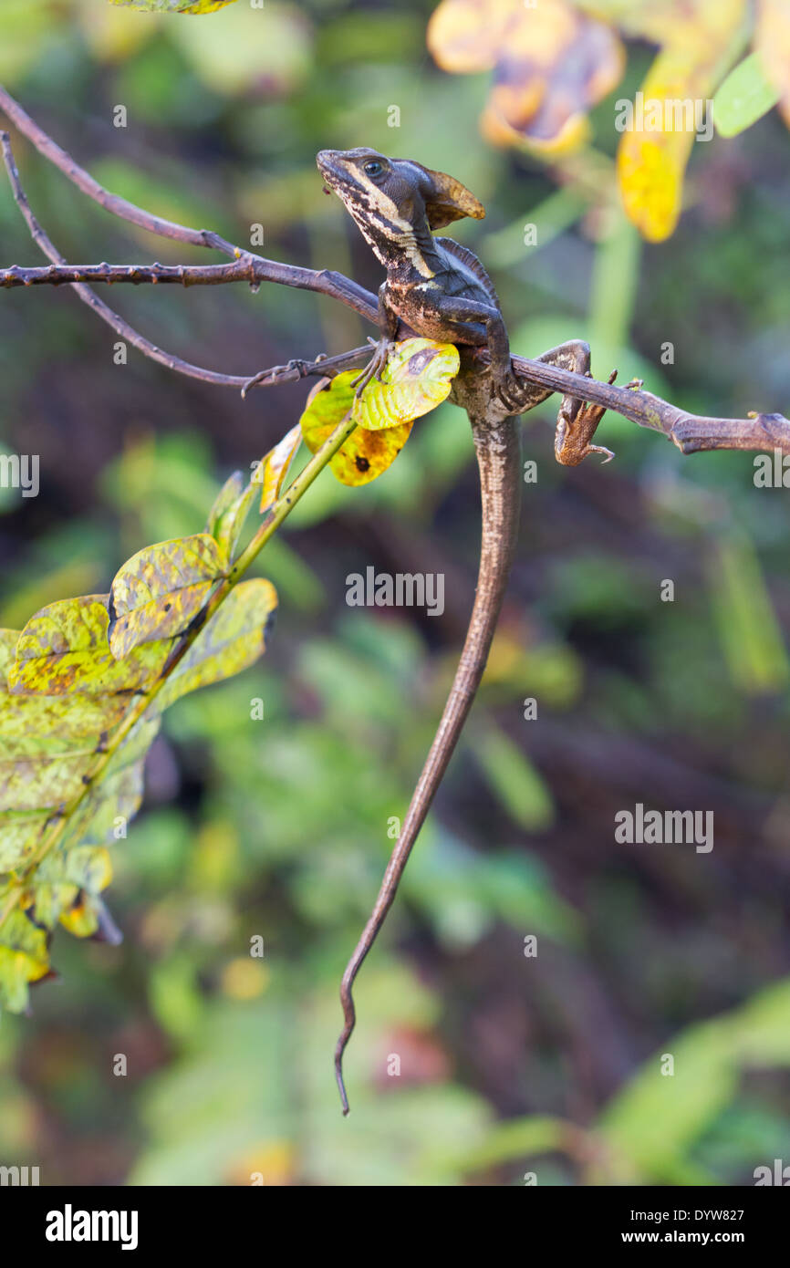Brown Basilisk Lizard Basiliscus Vittatus High Resolution Stock ...