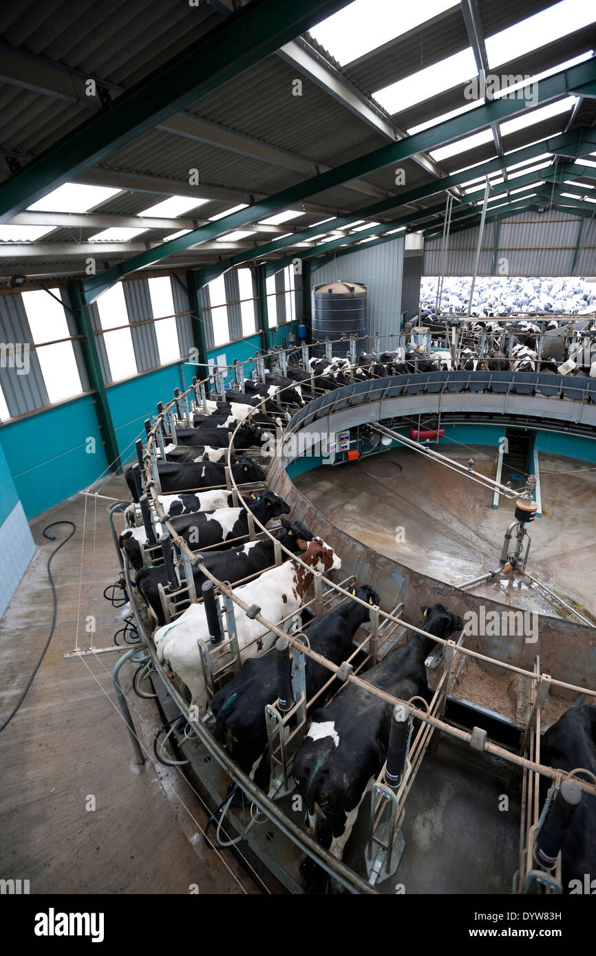 Cows dairy farm automatic milking hi-res stock photography and images ...