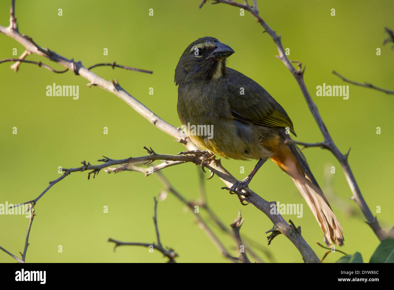 Saltator hi-res stock photography and images - Alamy