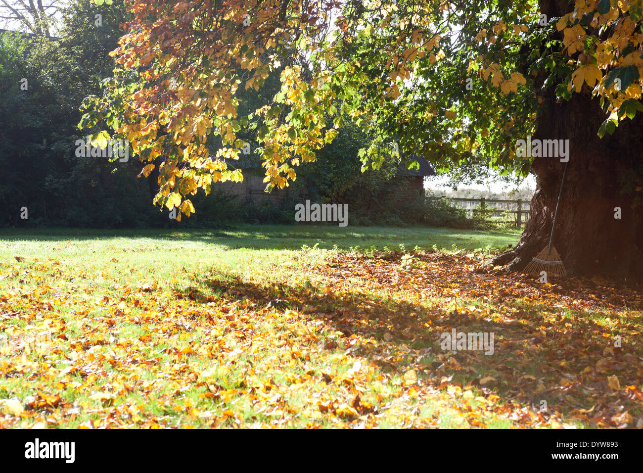 Rake leaning at tree hi-res stock photography and images - Alamy
