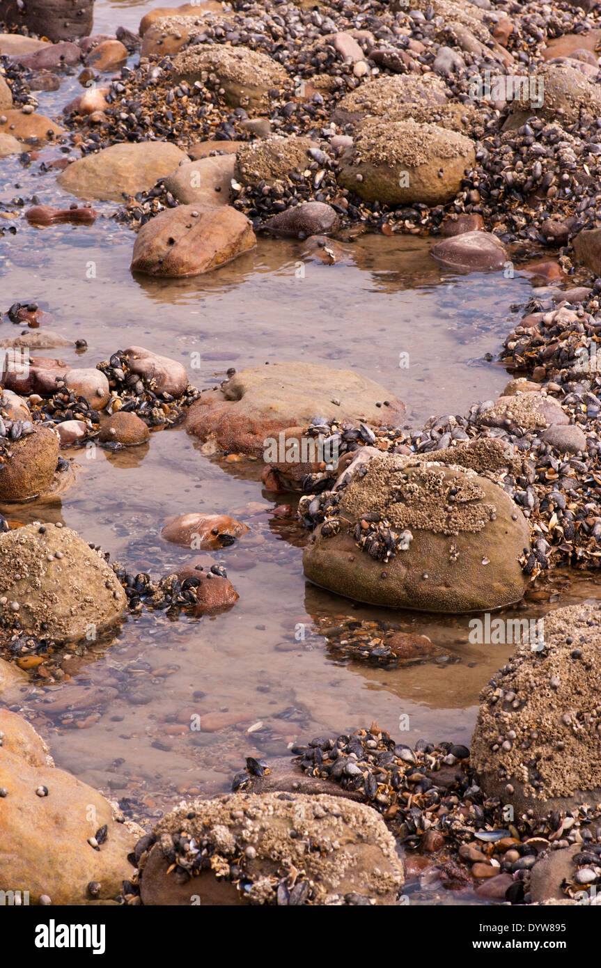 Mussel Covered Rocks around a Seashore Rockpool Stock Photo - Alamy