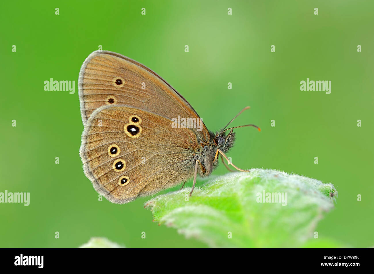 Ringlet Butterfly (Aphantopus hyperantus), North Rhine-Westphalia ...