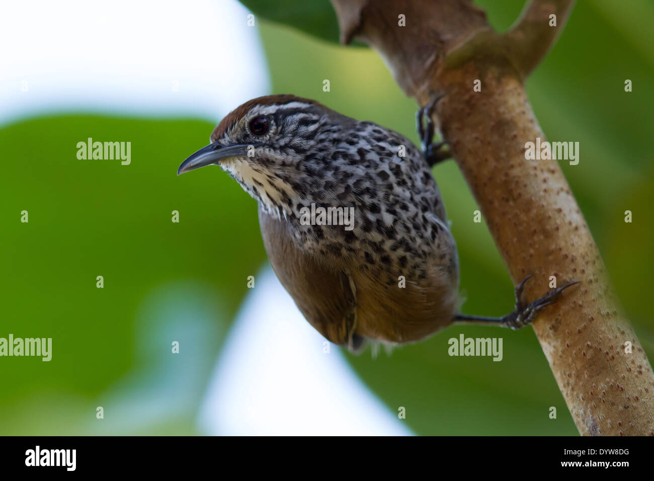 Spot-breasted Wren (Thryothorus maculipectus Stock Photo - Alamy