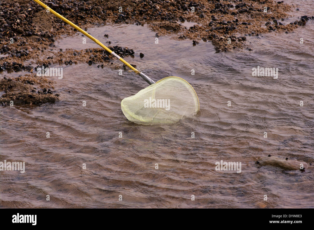 Childrens Fishing Net in a Rockpool Stock Photo - Alamy