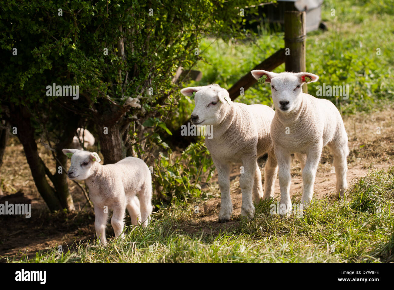 Small lambs hi-res stock photography and images - Alamy