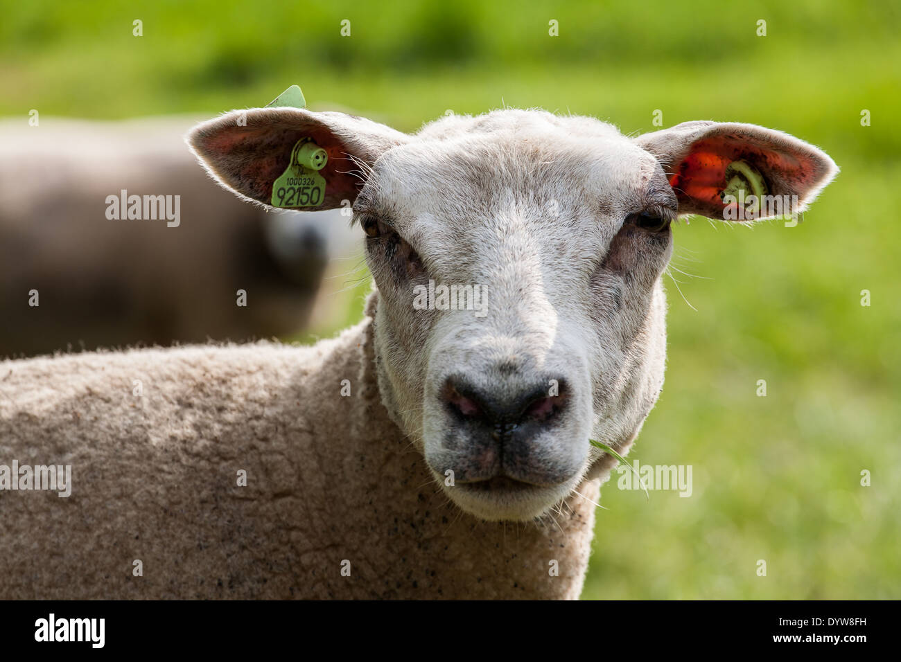 Sheep chewing on a blade of grass Stock Photo - Alamy