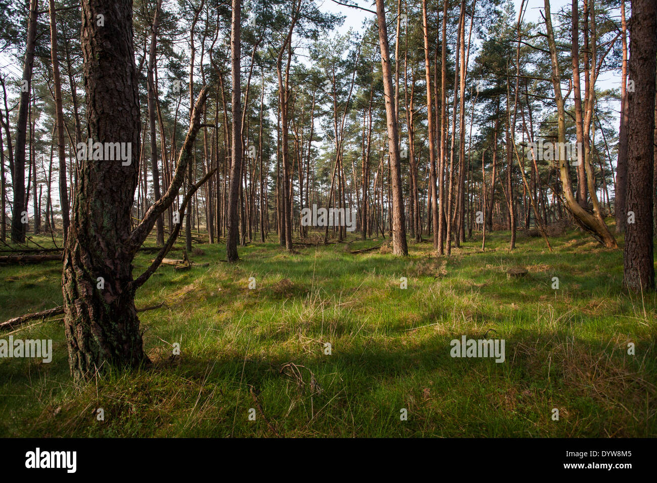 Clearing in trees hi-res stock photography and images - Alamy