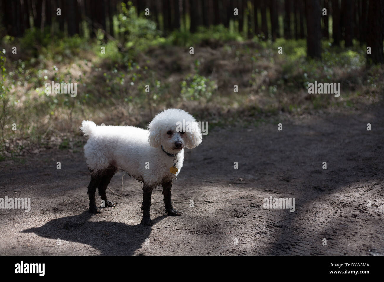 Small white poodle with muddy legs Stock Photo - Alamy