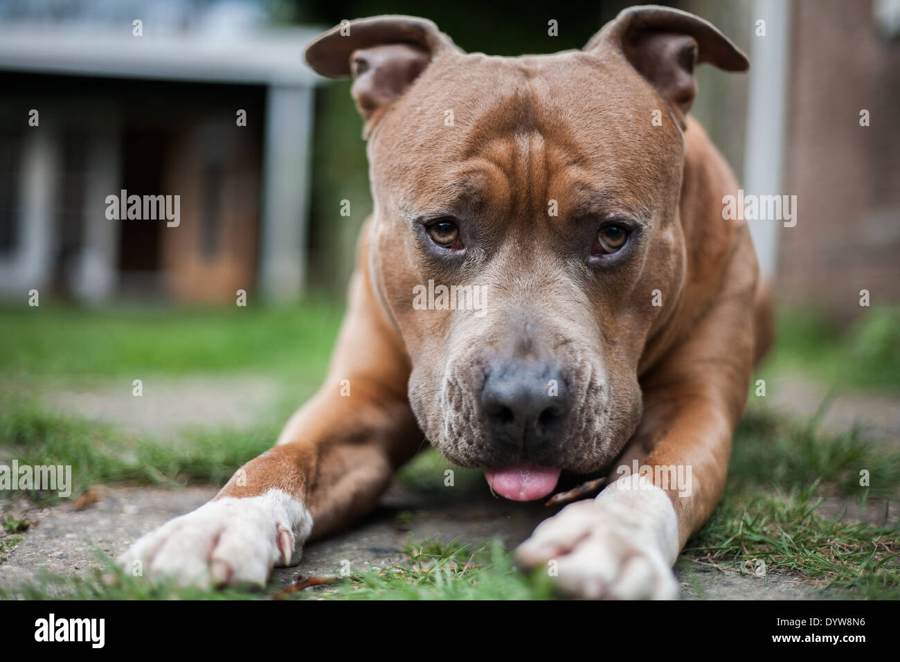 American Staffordshire Terrier sticking out tongue Stock Photo - Alamy