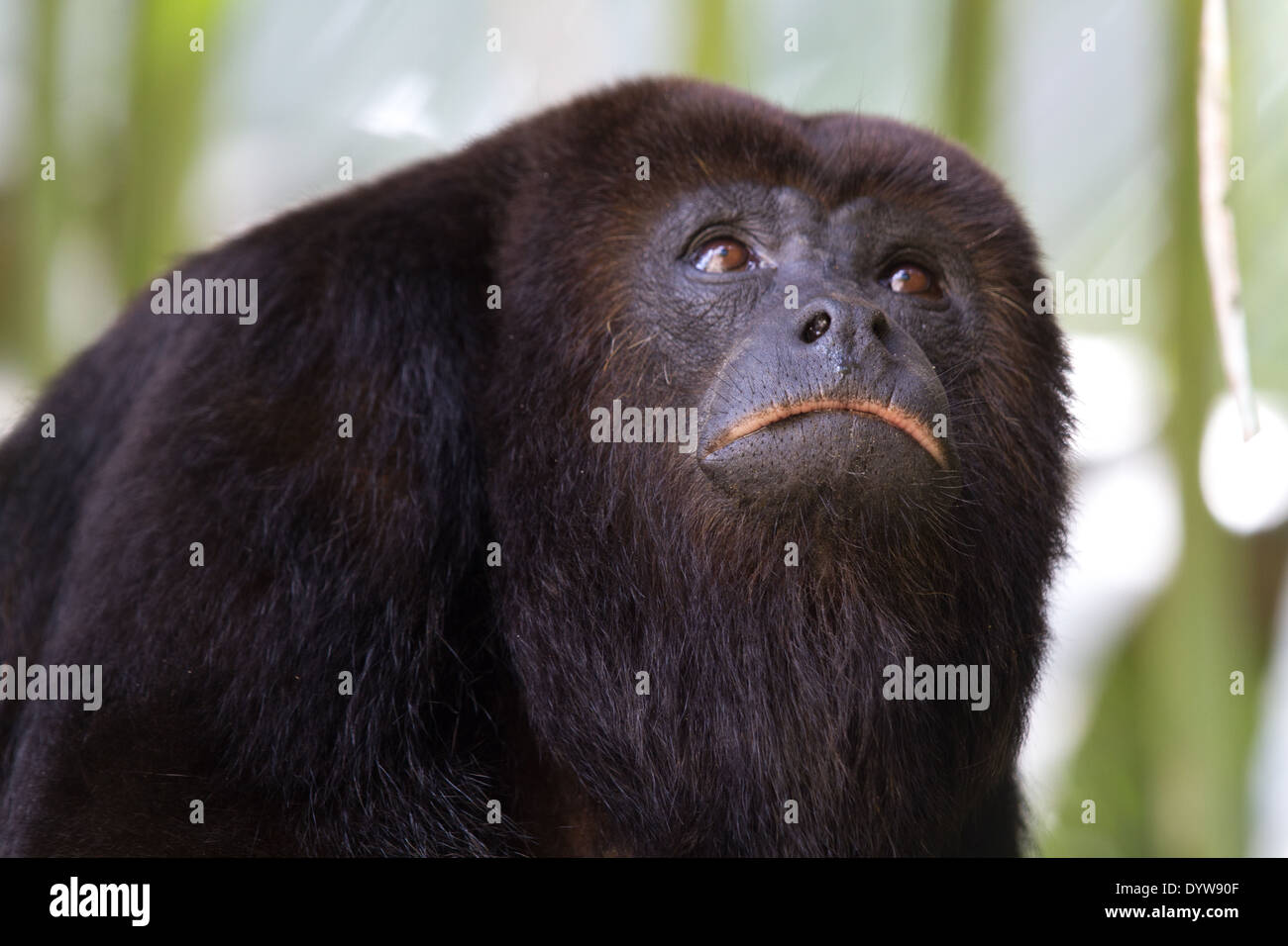 Central American Black Howler Monkey (Alouatta pigra Stock Photo - Alamy