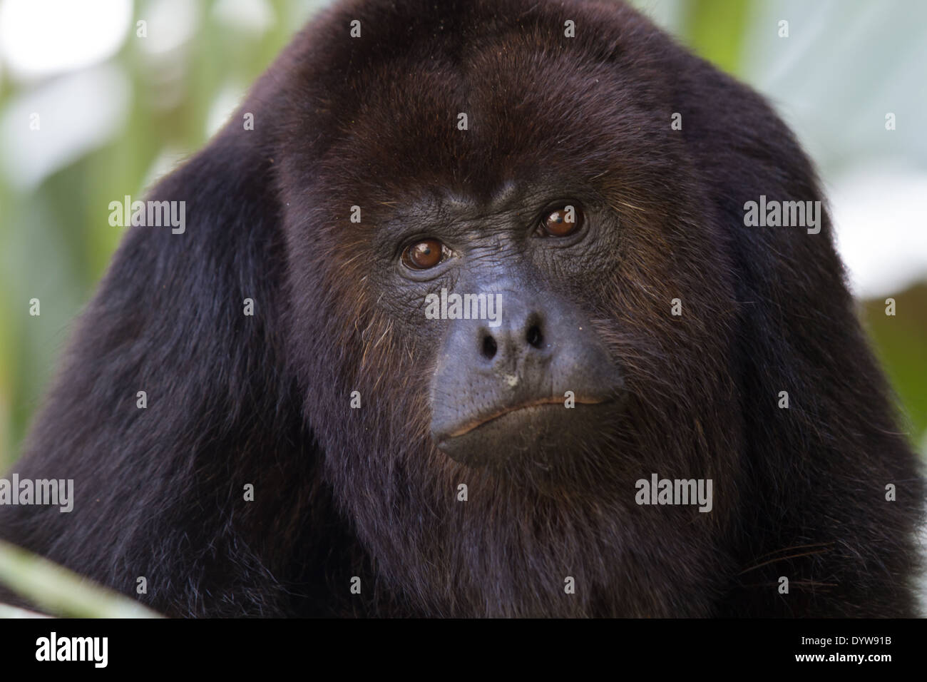 Central American Black Howler Monkey (Alouatta pigra Stock Photo - Alamy