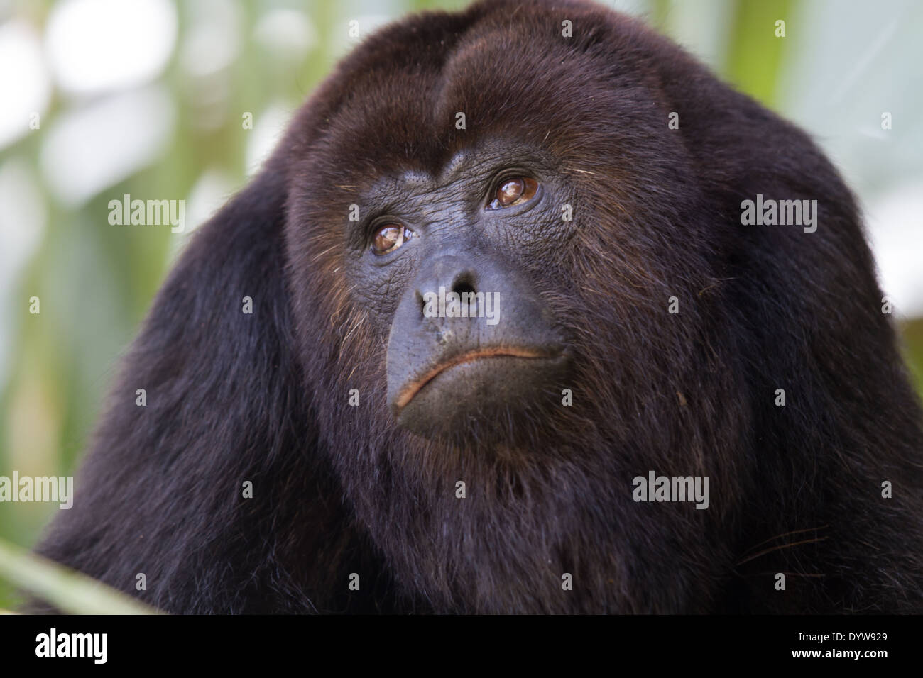 Black Howler High Resolution Stock Photography and Images - Alamy