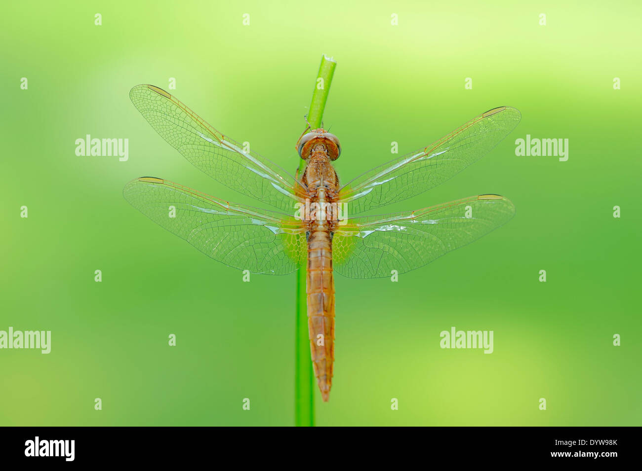 Scarlet darter dragonfly hi-res stock photography and images - Alamy