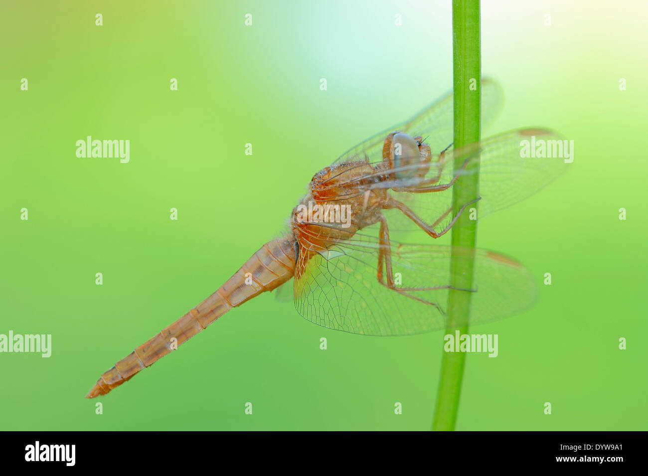 Young dragonfly hi-res stock photography and images - Alamy