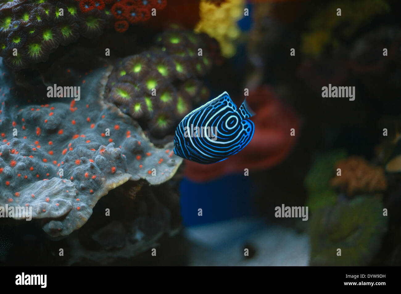 red sea fish Stock Photo - Alamy