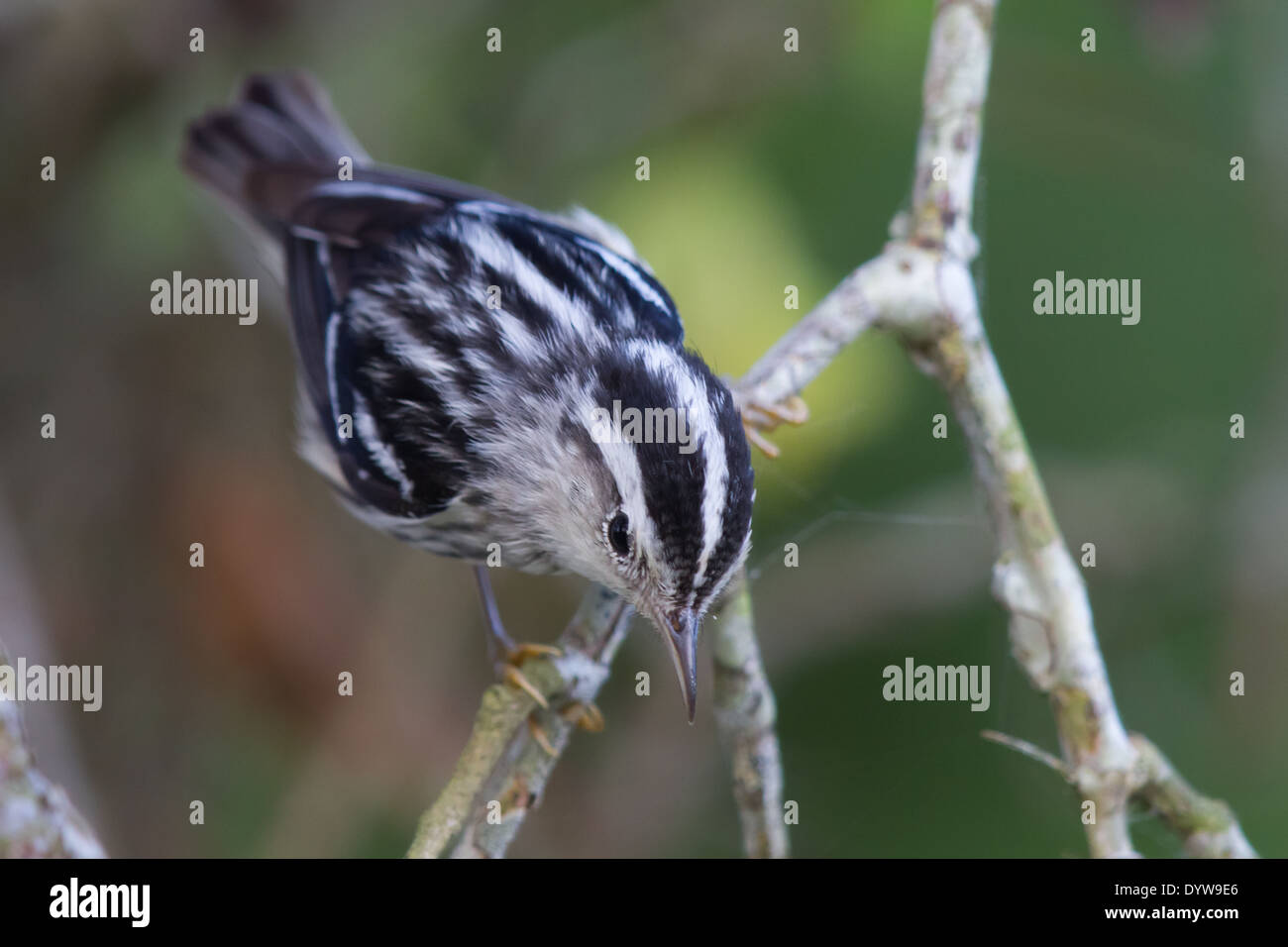 White striped warbler hi-res stock photography and images - Alamy