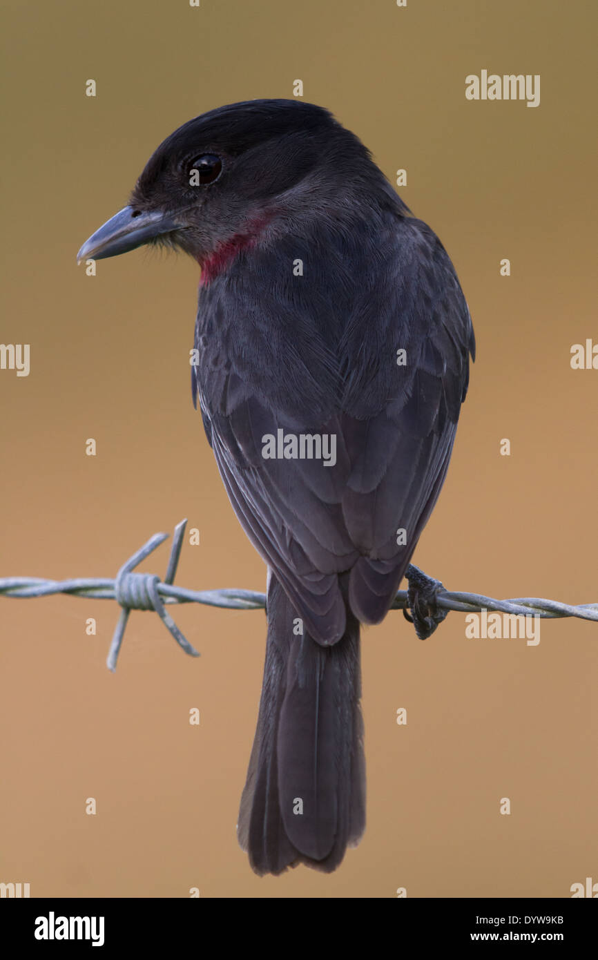 Pachyramphus High Resolution Stock Photography and Images - Alamy