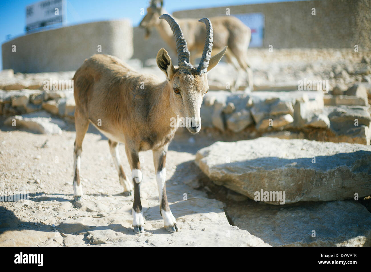 Mountain goat science hi-res stock photography and images - Alamy