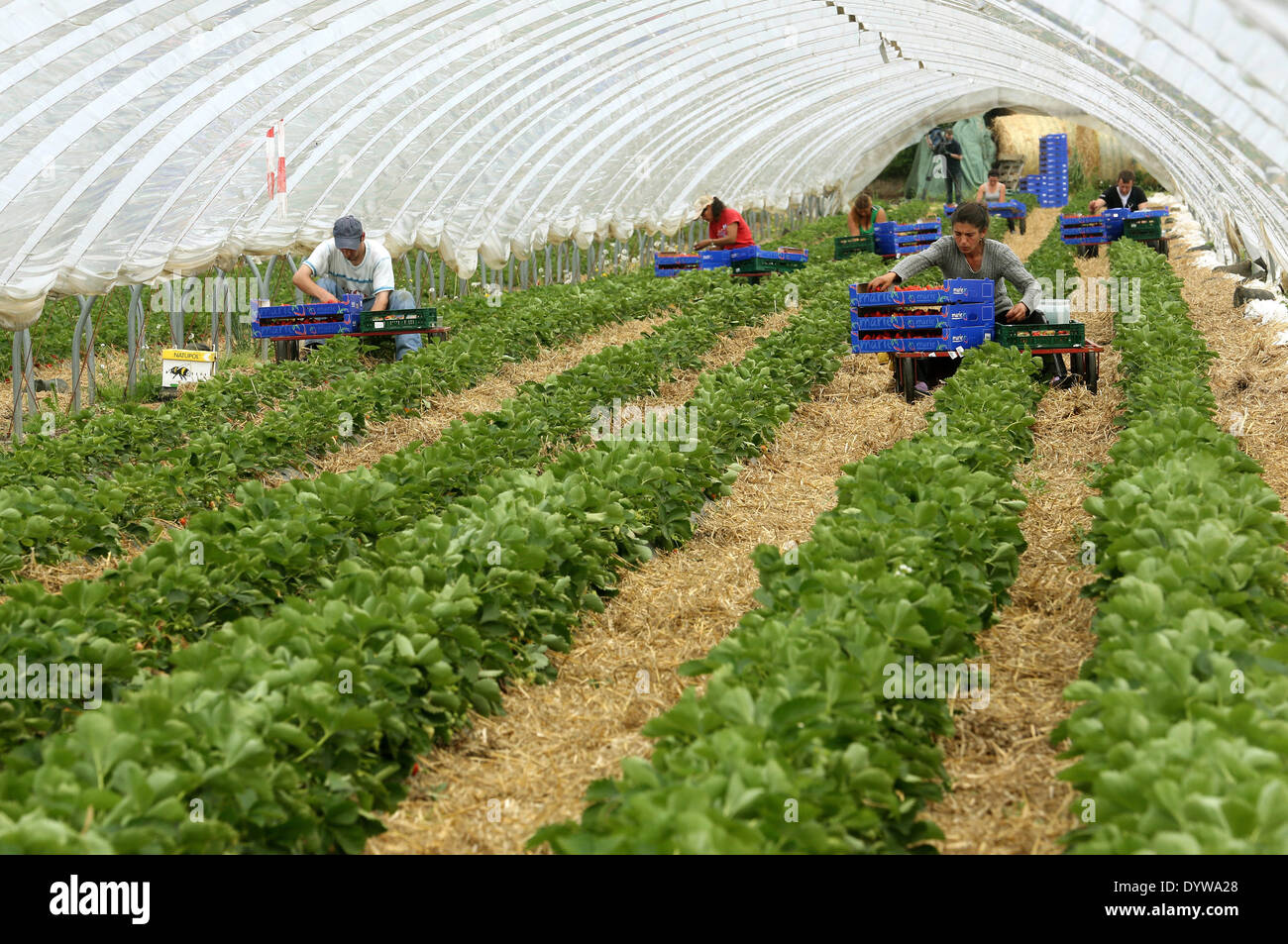Willich, Germany. 24th Apr, 2014. Seasonal workers harvest strawberries ...