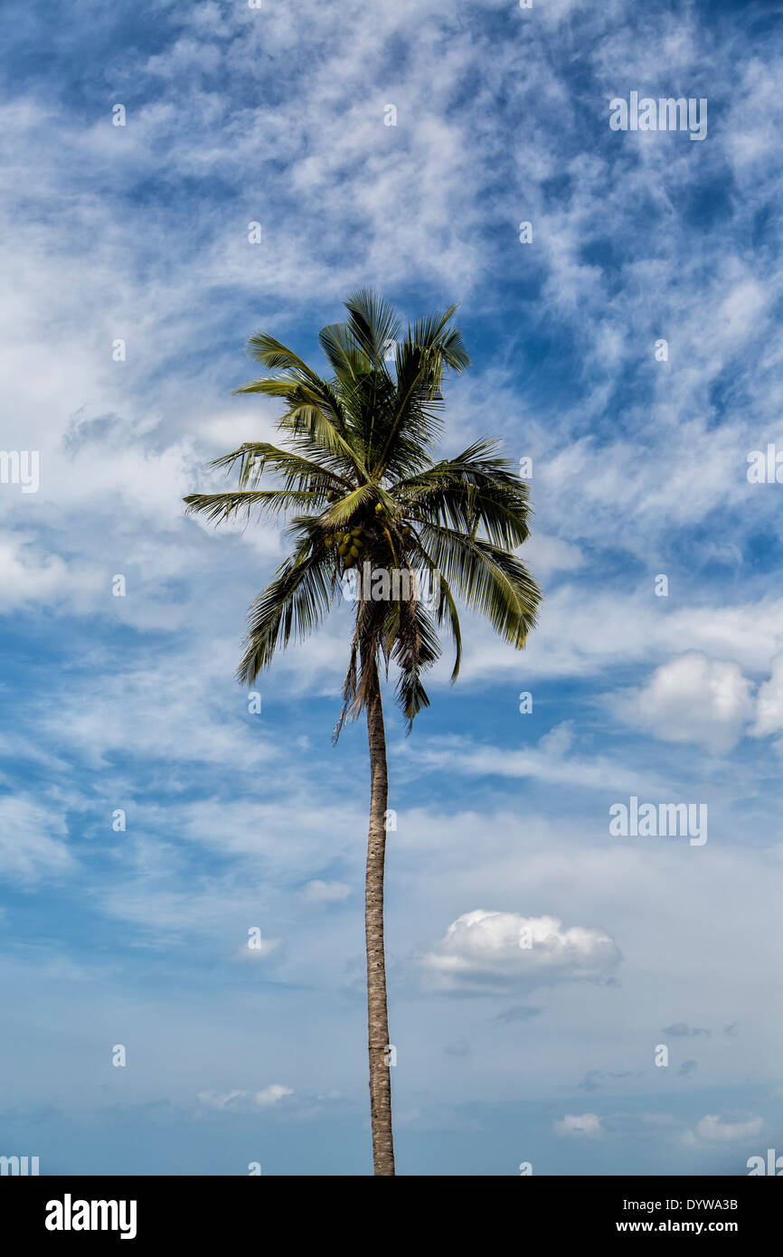 Negombo beach, Sri Lanka Stock Photo - Alamy