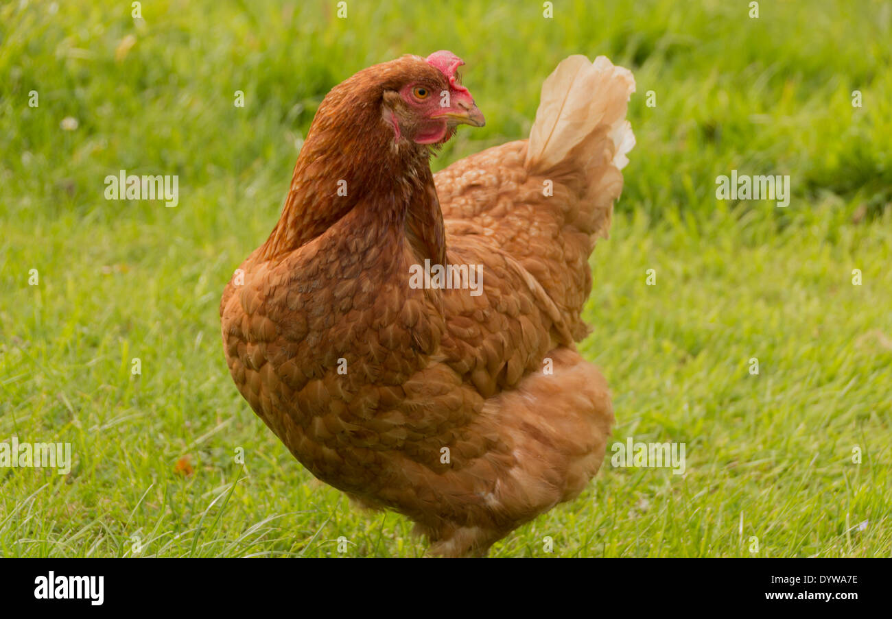 Chicken crop hi-res stock photography and images - Alamy