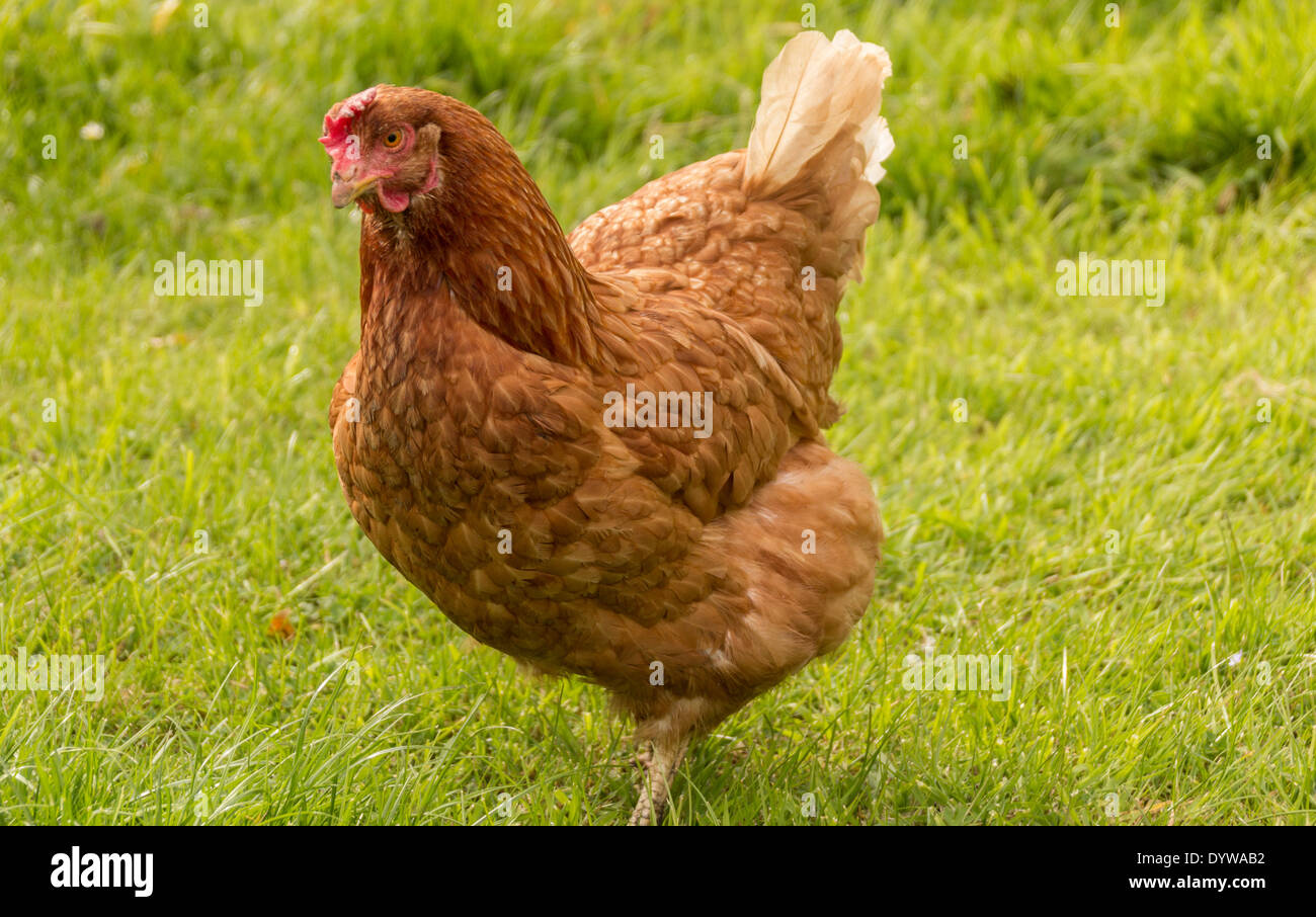 Chicken crop hi-res stock photography and images - Alamy