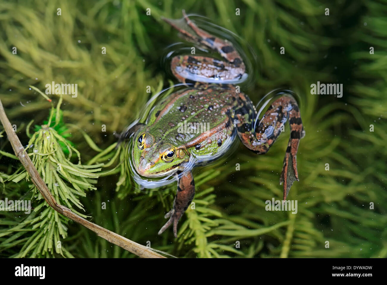 Male common frog hi-res stock photography and images - Alamy