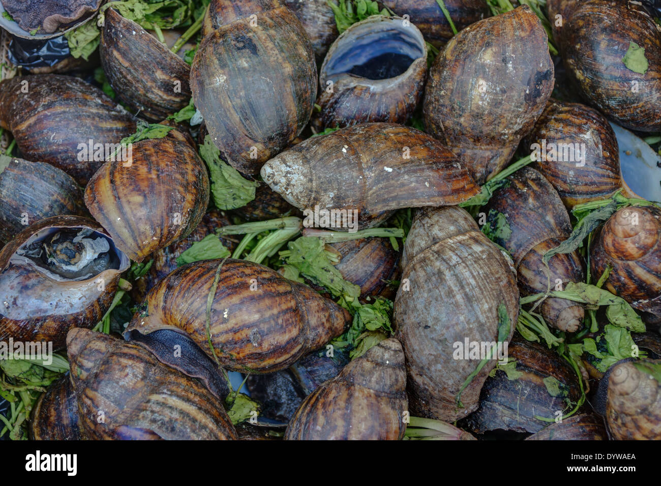 Snails hi-res stock photography and images - Alamy