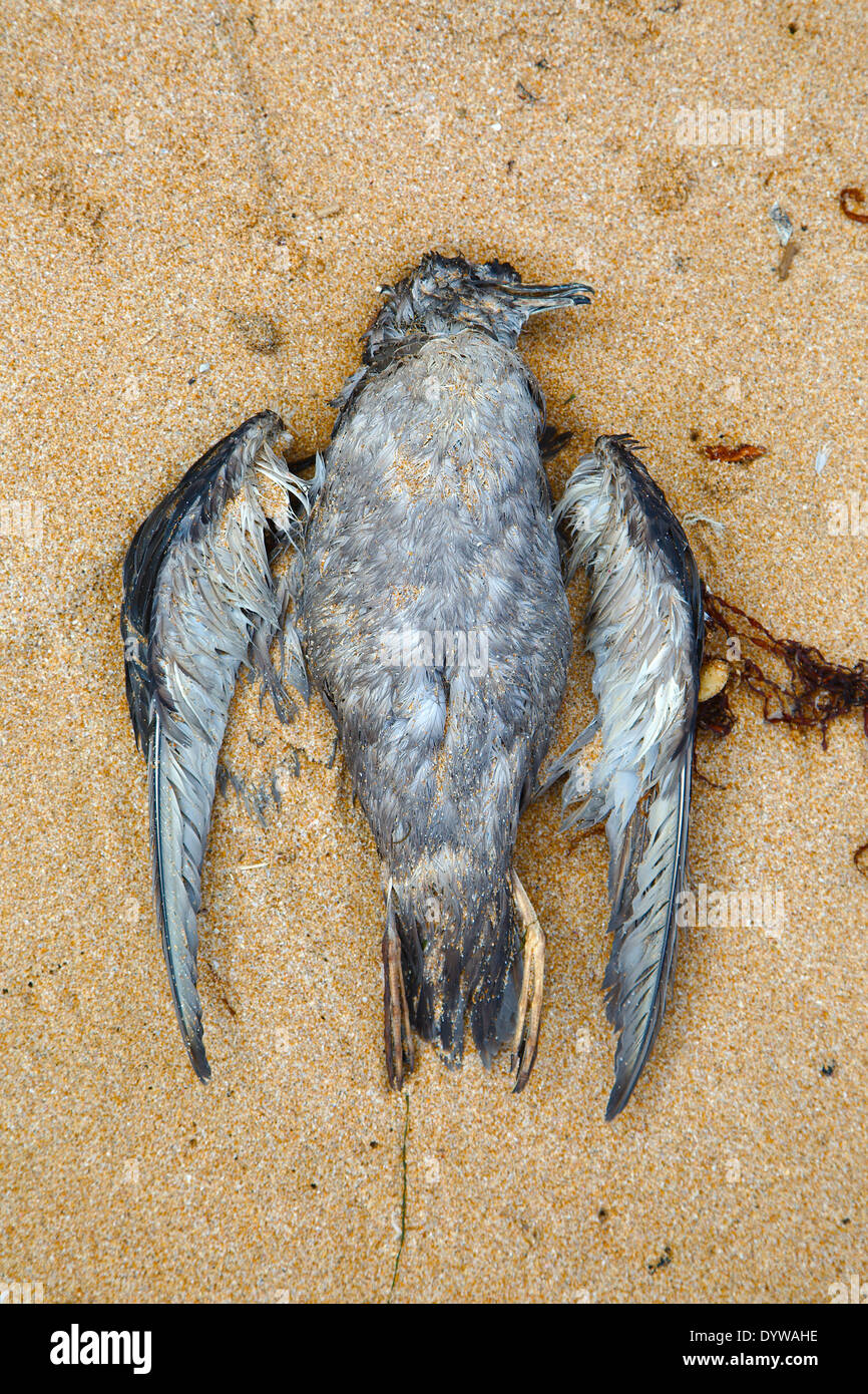 Dead carcass seagull sea hi-res stock photography and images - Alamy