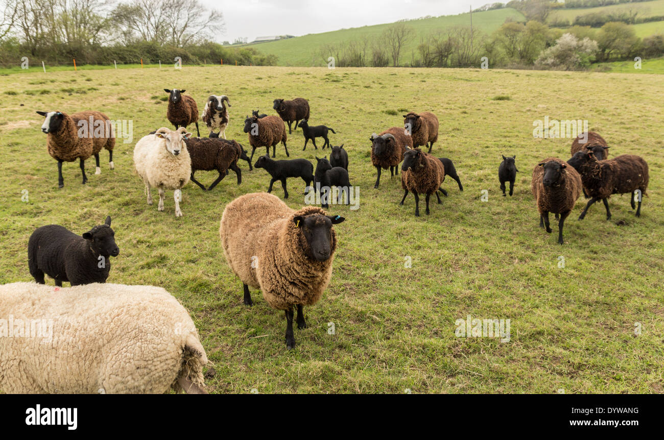 Rare breed sheep hi-res stock photography and images - Alamy