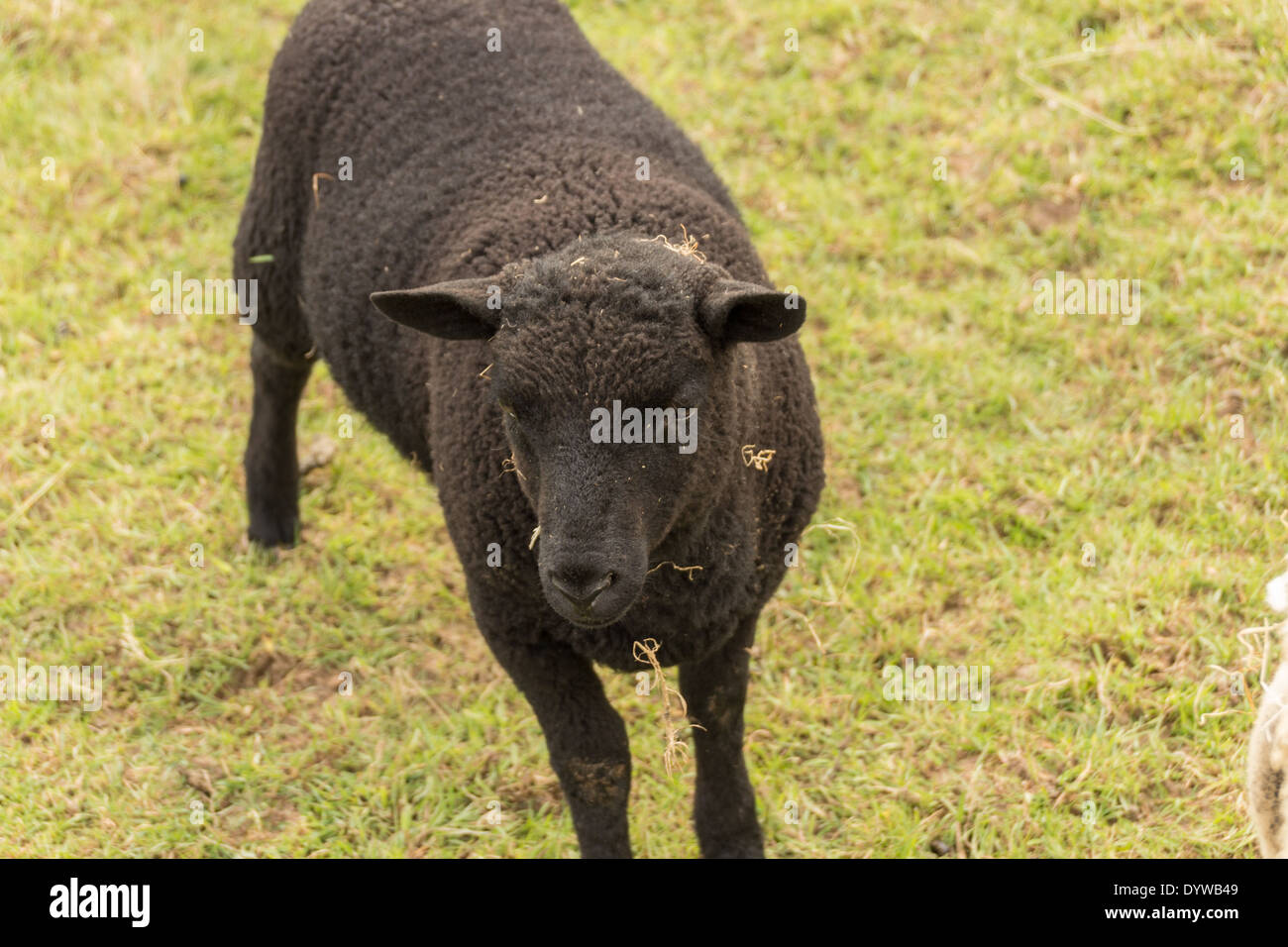 Black rare breed lamb Stock Photo - Alamy