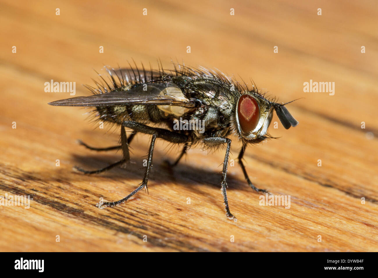 House fly / common housefly (Musca domestica) portrait Stock Photo - Alamy