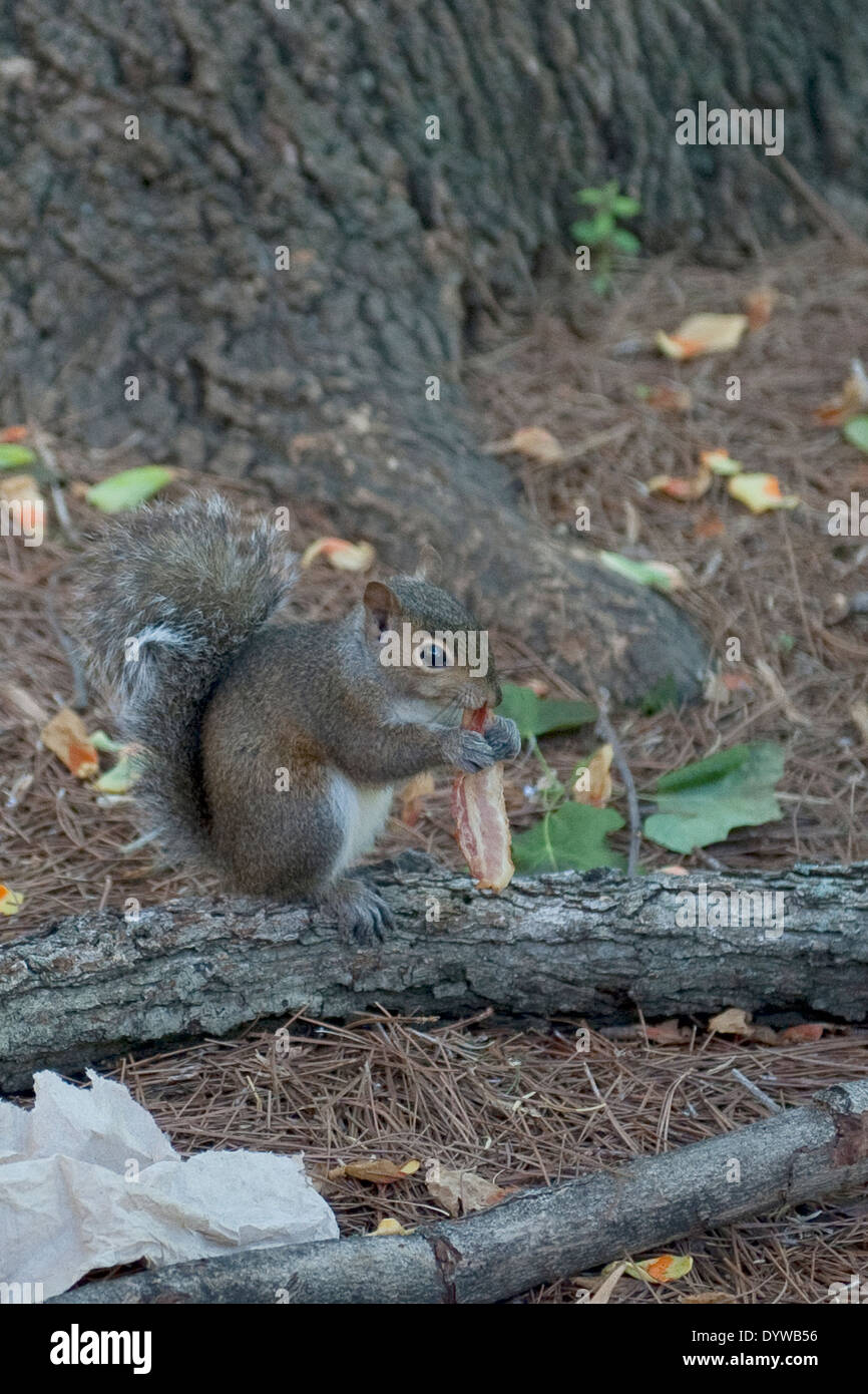 Grey squirrel eating bacon Stock Photo - Alamy