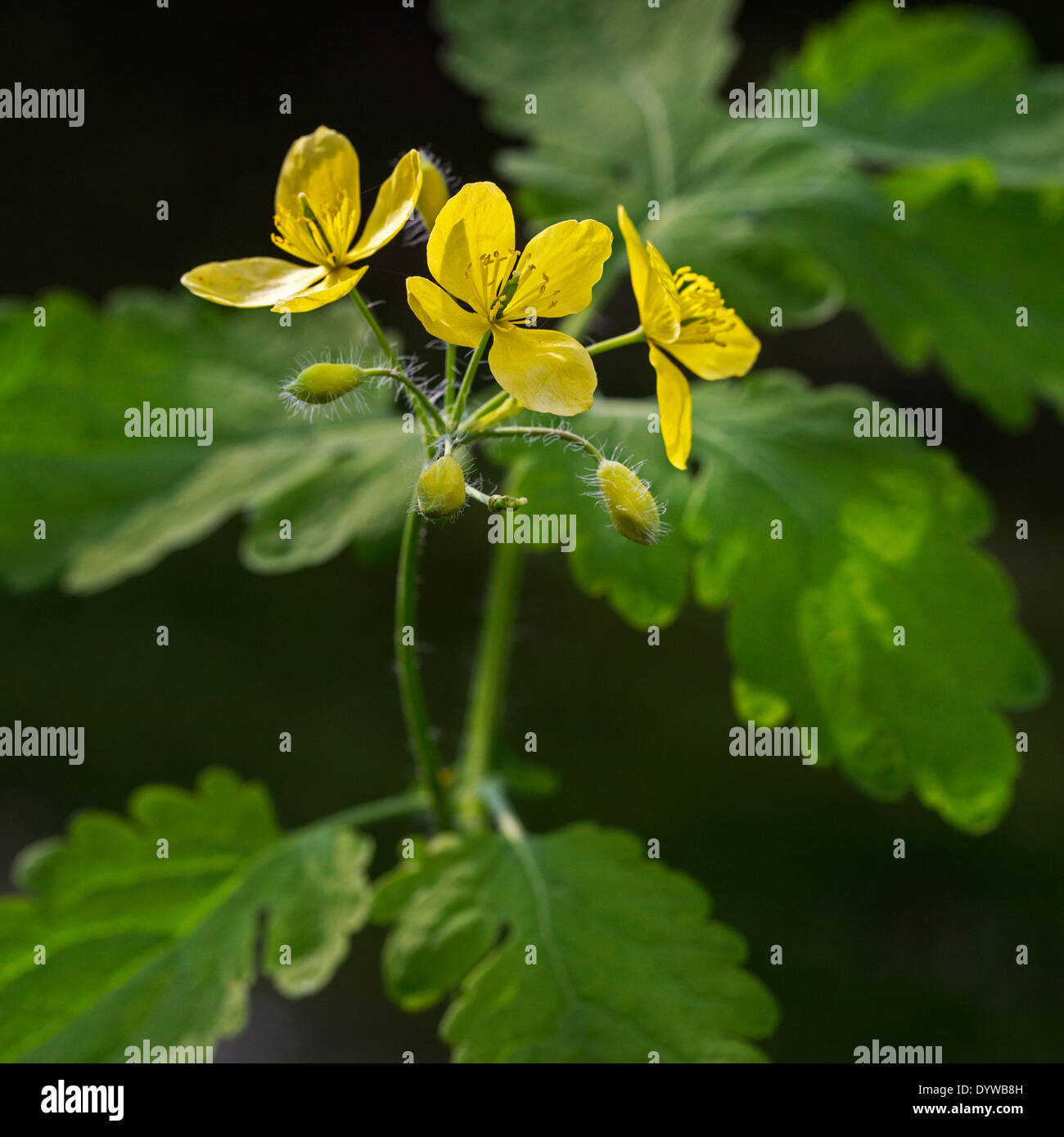 Greater celandine / tetterwort (Chelidonium majus) in flower Stock ...
