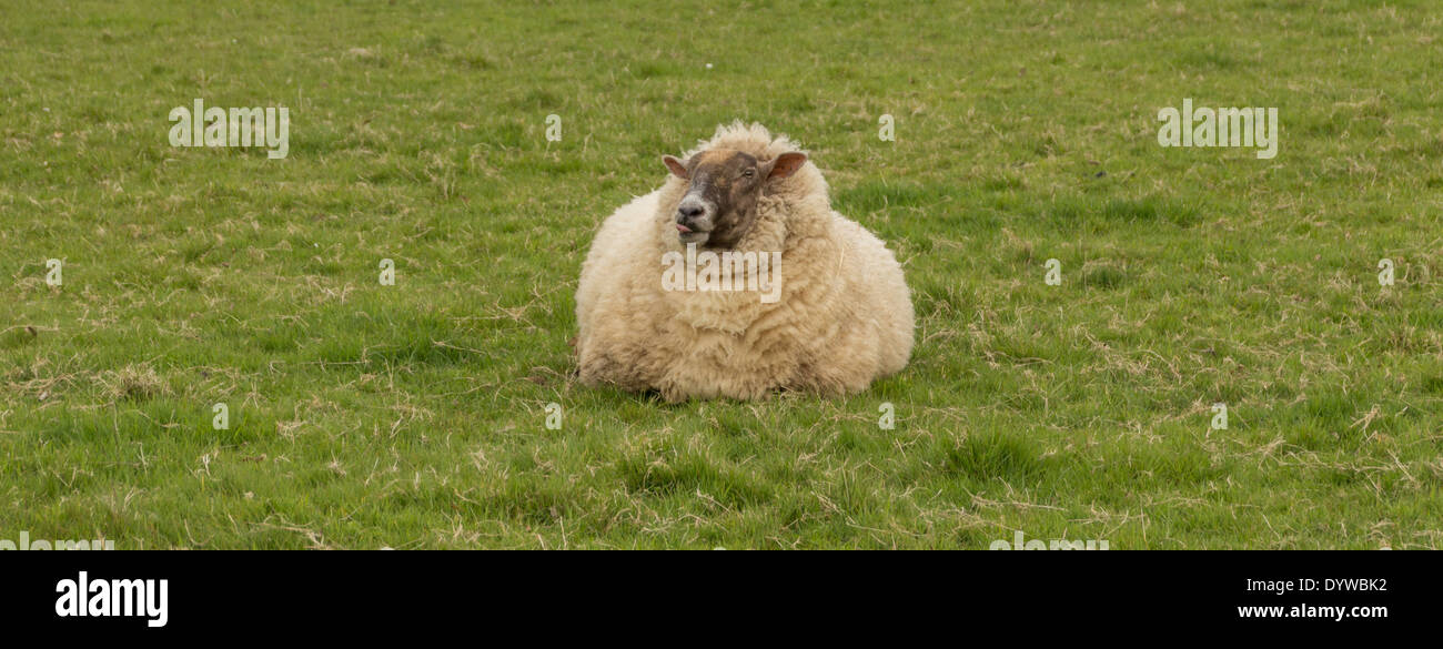 Fat sheep hi-res stock photography and images - Alamy