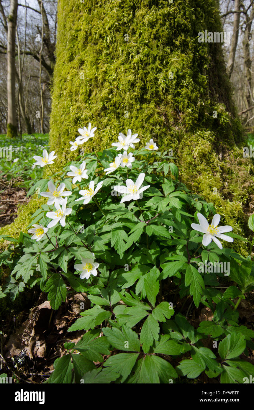 Wood Anemone (Anemone nemorosa) West Sussex, England, UK April Stock ...