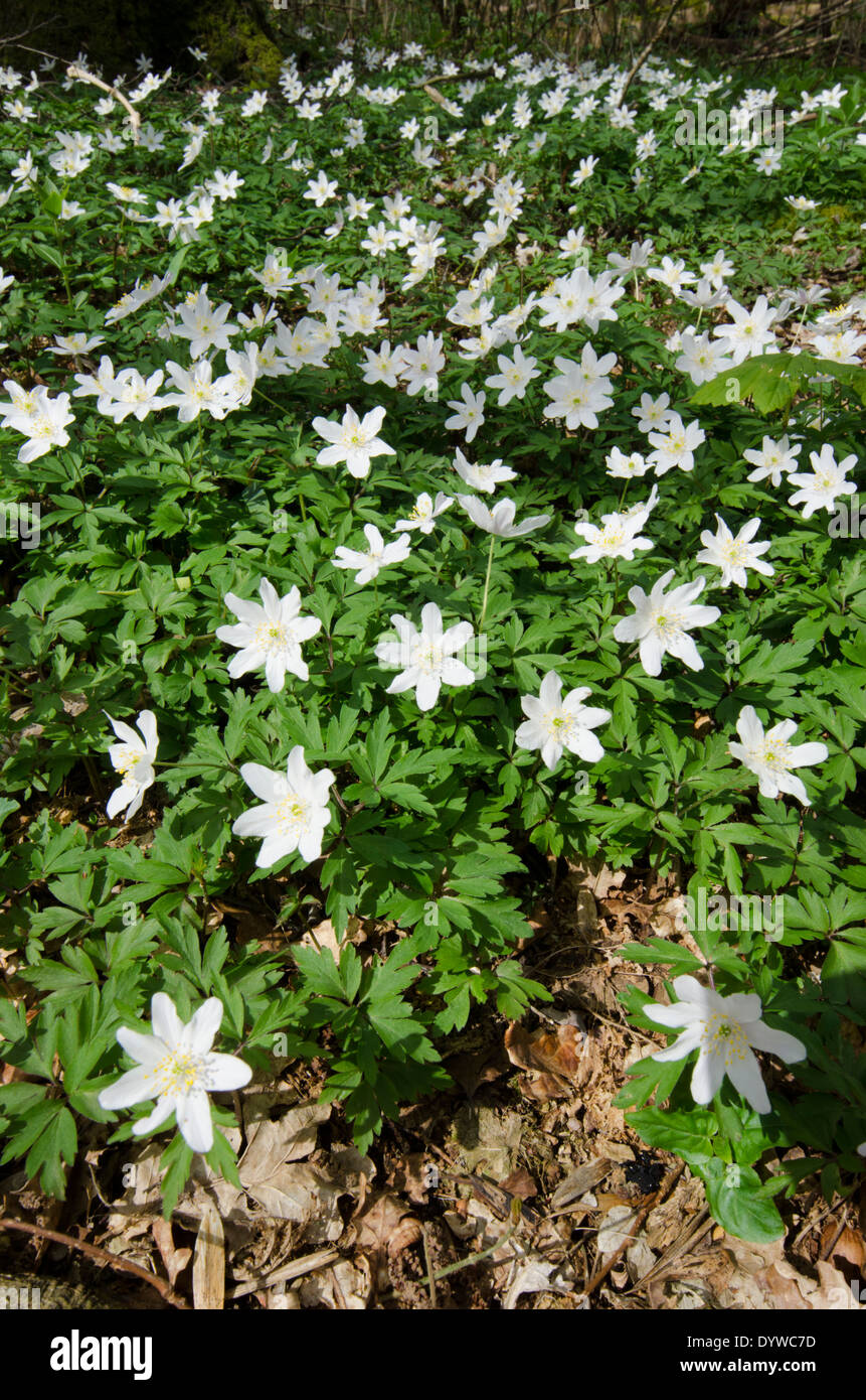 Wood Anemone (Anemone nemorosa) West Sussex, England, UK April Stock ...