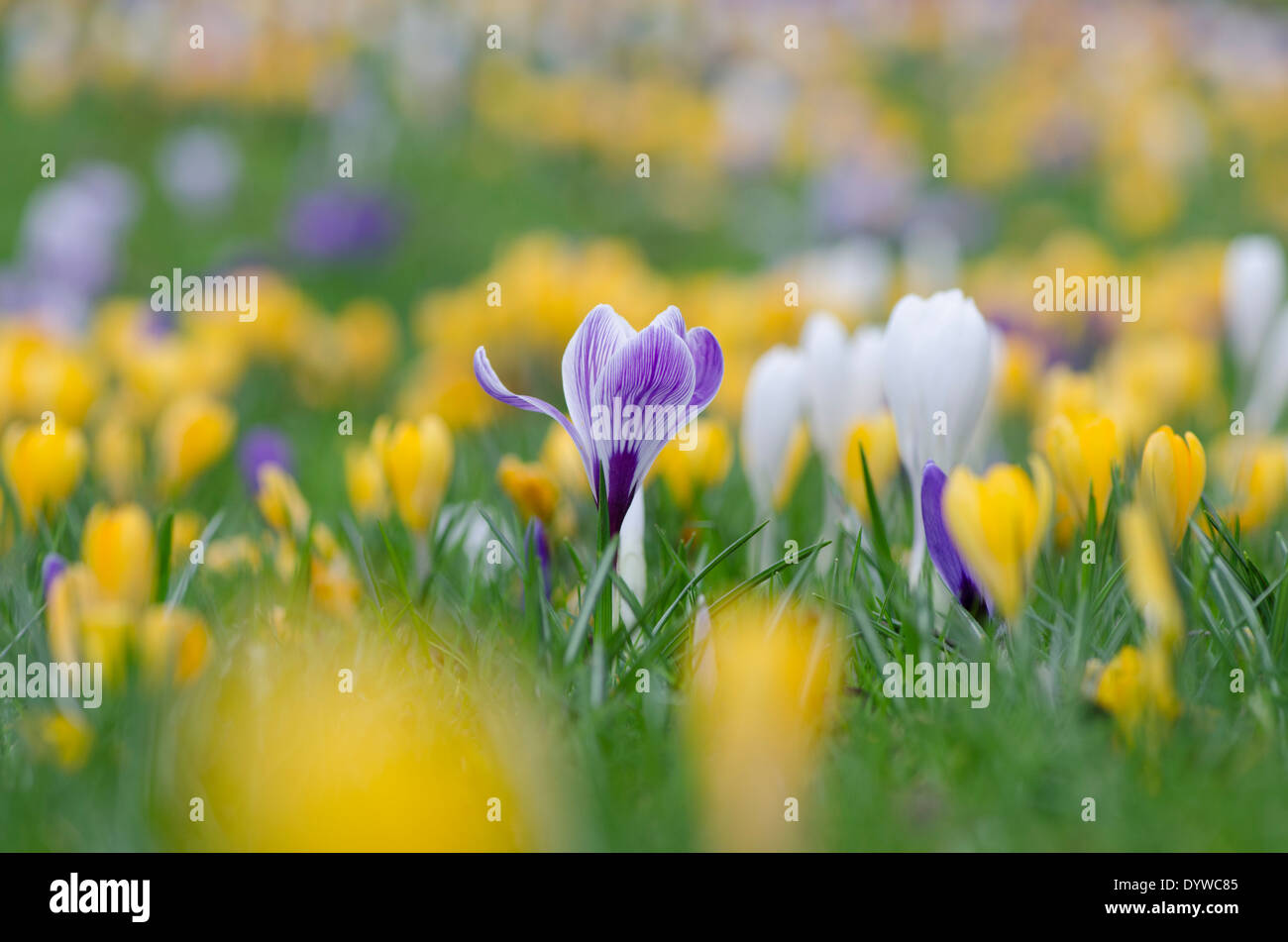 Many crocus hi-res stock photography and images - Alamy